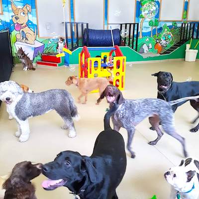 Doggy Day Care Melbourne - Dogs HQ Doggy Day Care